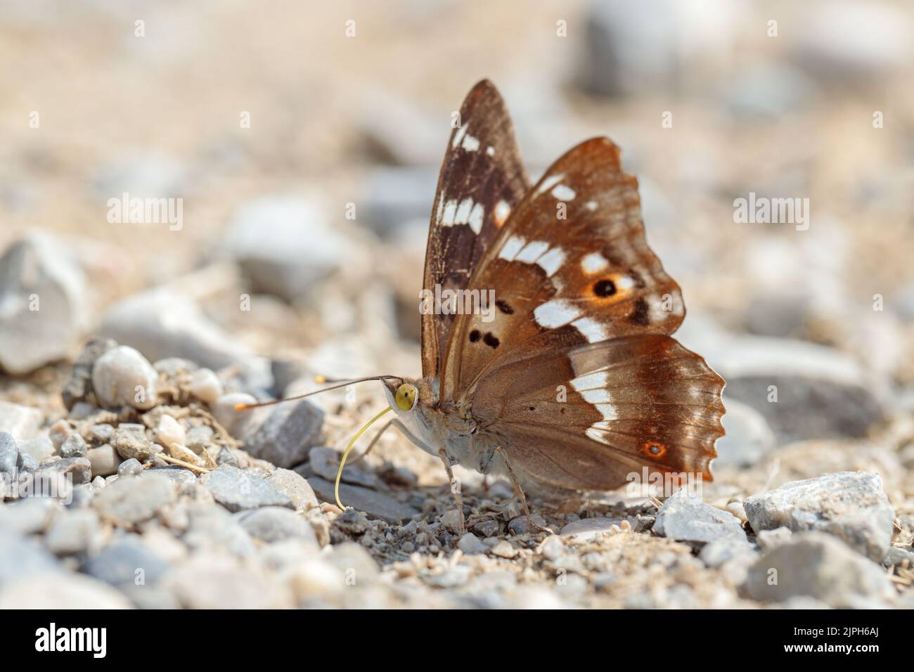 Lesser purple emperor butterfly (Apatura ilia) takes up minerals from ...