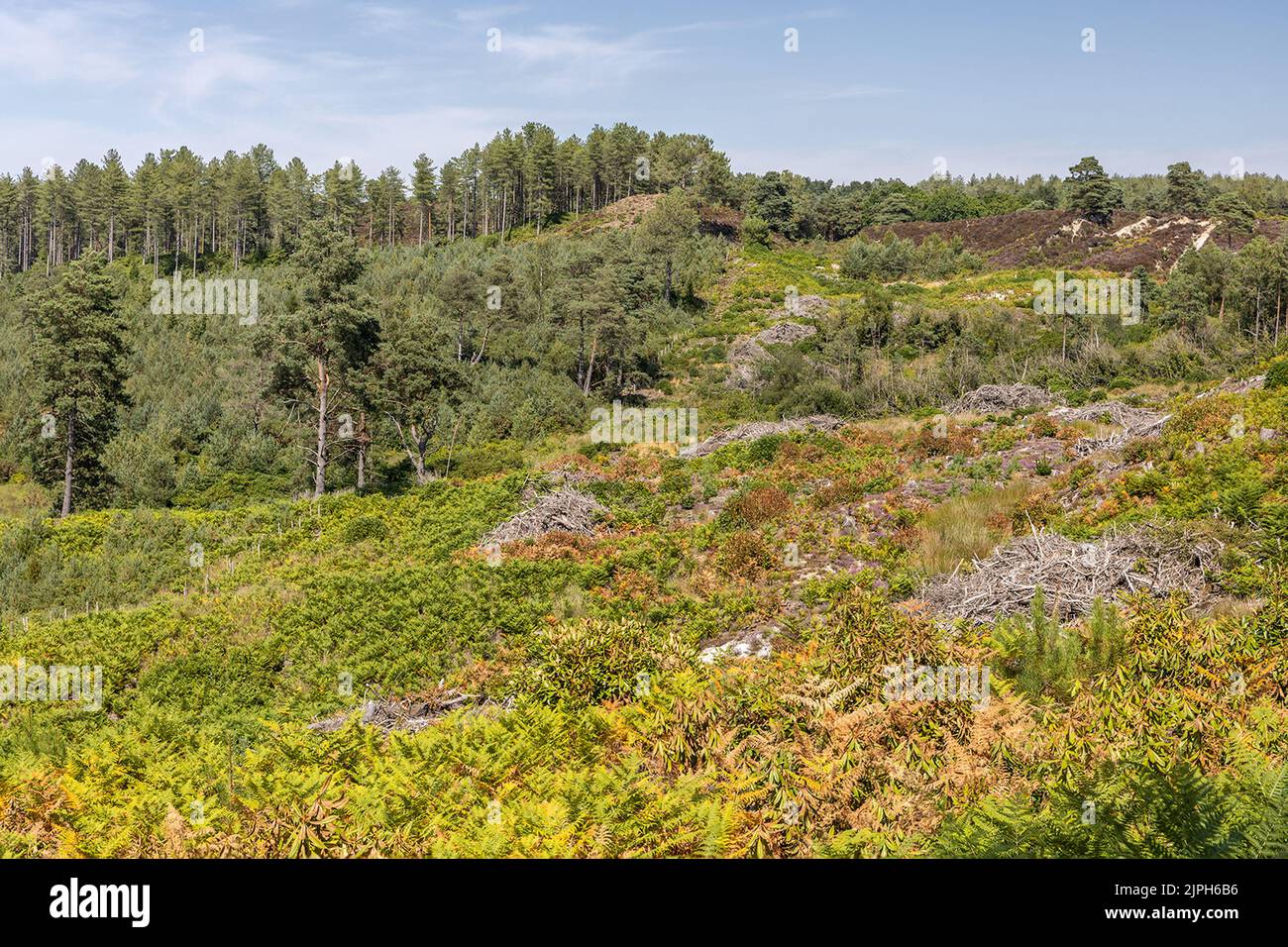 Bovington, Dorset, UK Stock Photo - Alamy