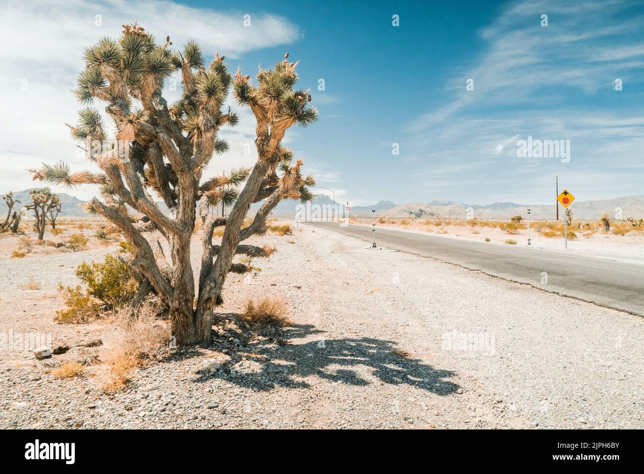 A Joshua tree in the desert near the asphalt road Stock Photo - Alamy