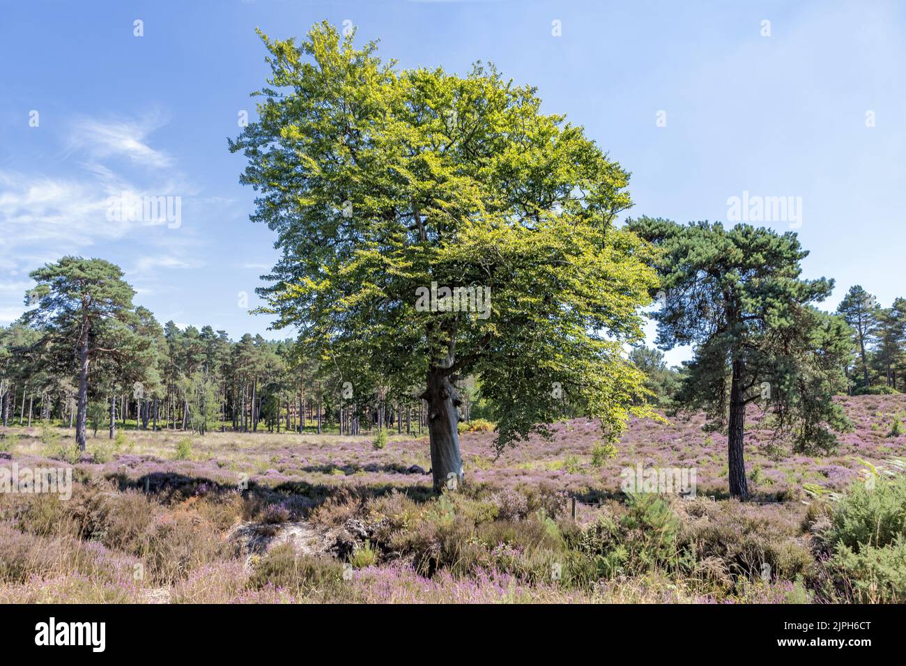 Heather and oak tree , Moreton Plantation, Clouds Hill, Dorset, UKe ...
