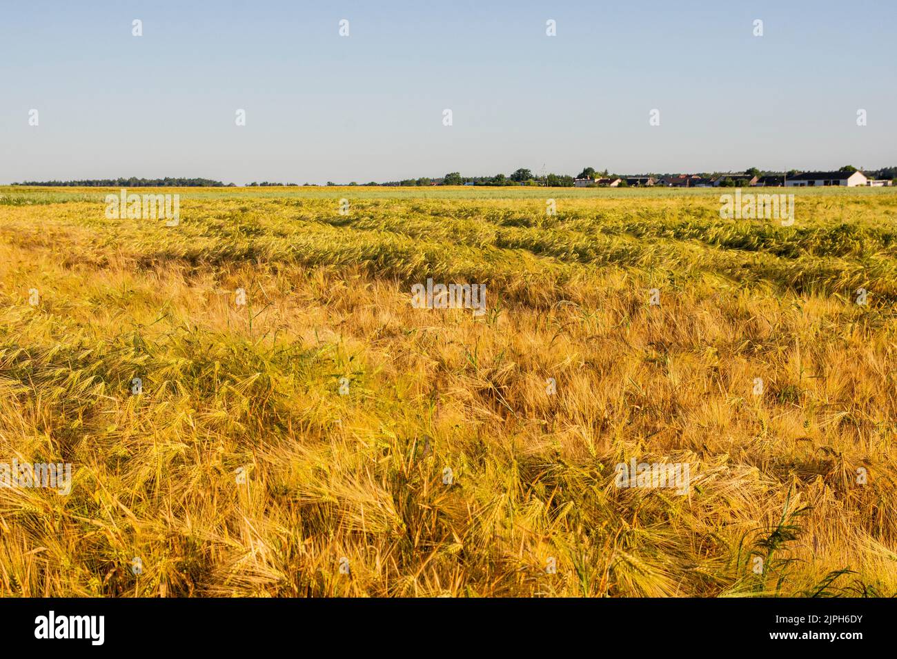 Cereal in the field before harvest on a sunny summer day. Summer Stock ...
