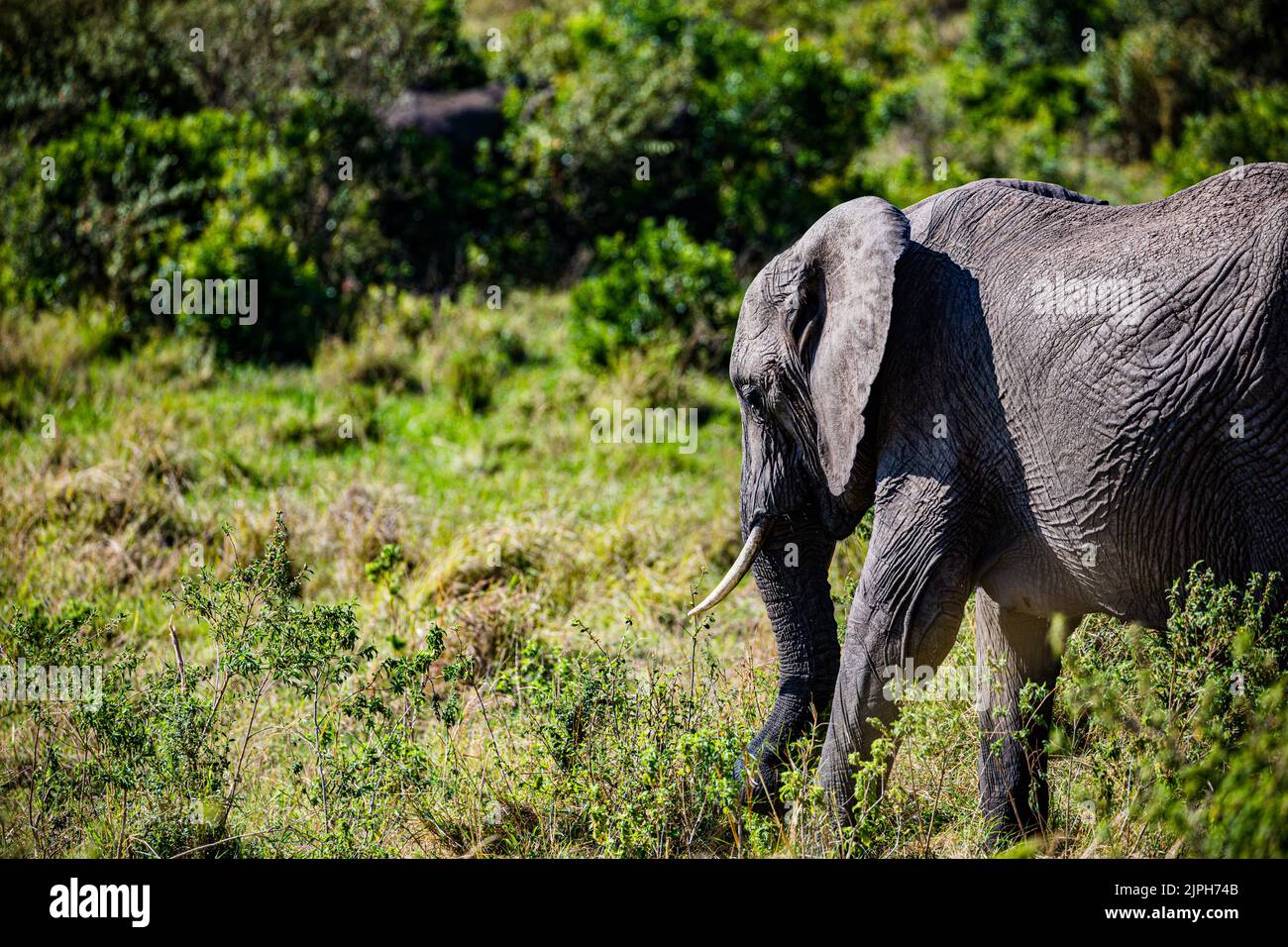 Five sub species hi-res stock photography and images - Alamy