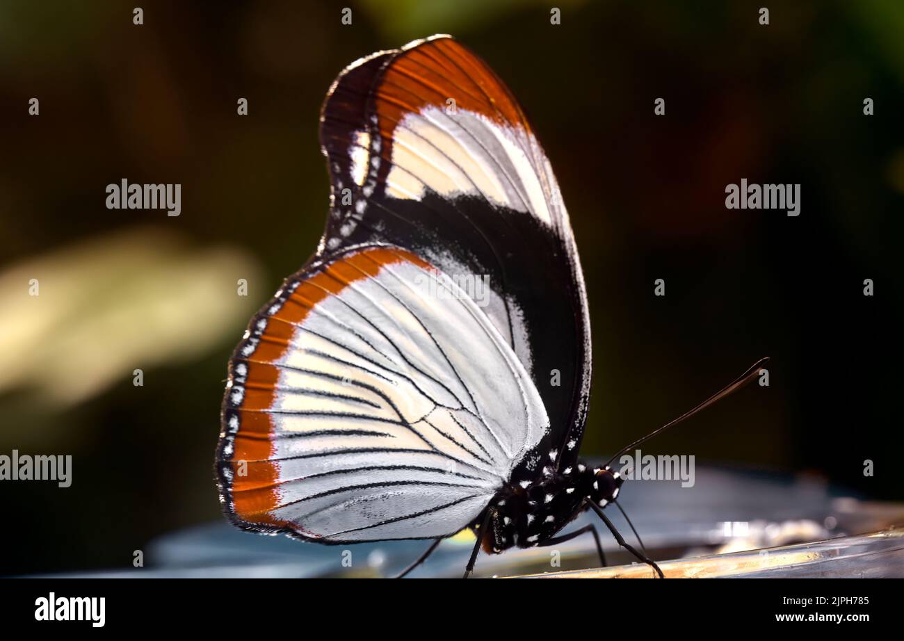 Macro of a side view of the diadem butterfly, Hypolimnas usambara Stock ...