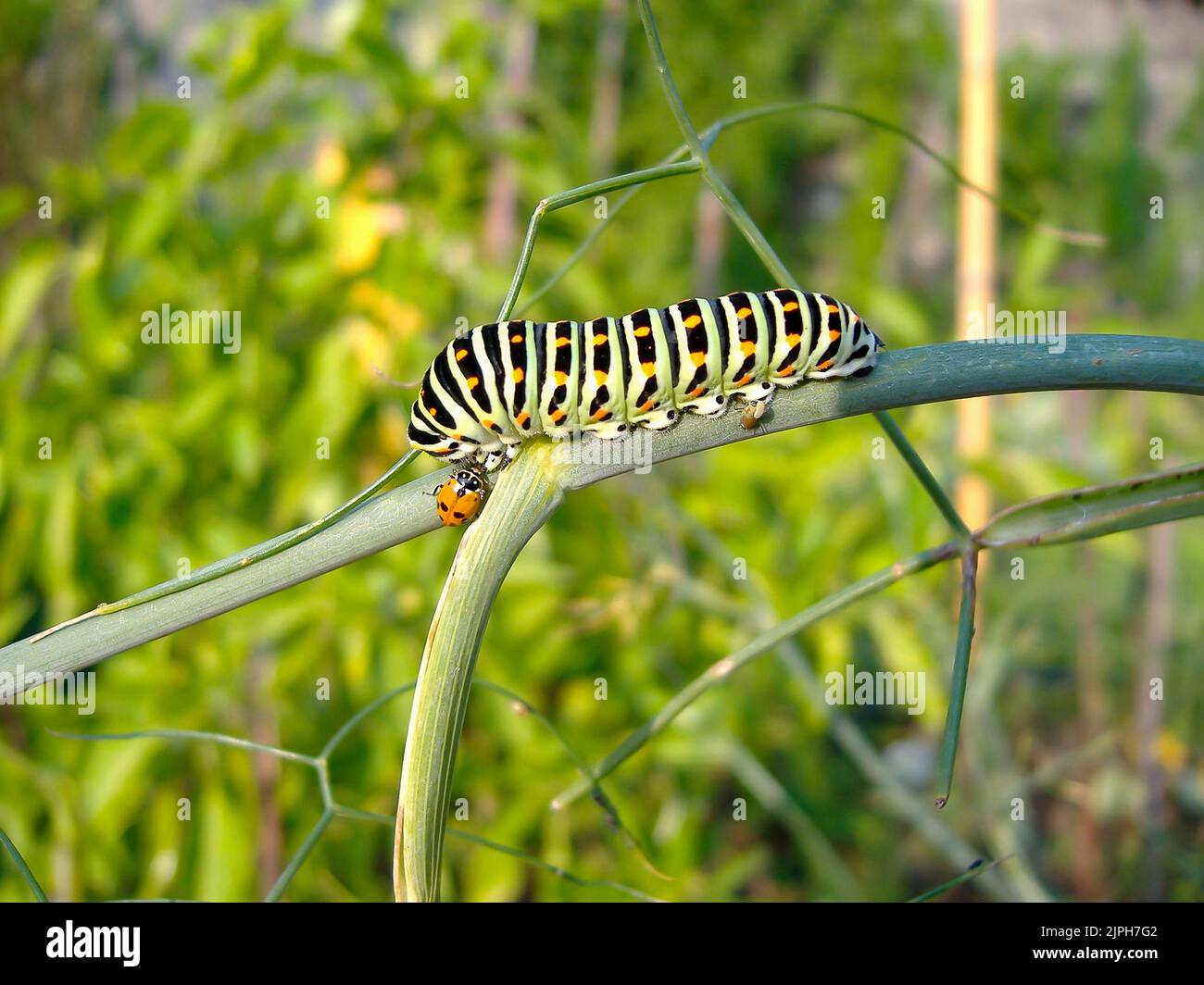 Macaone butterfly caterpillar hi-res stock photography and images - Alamy