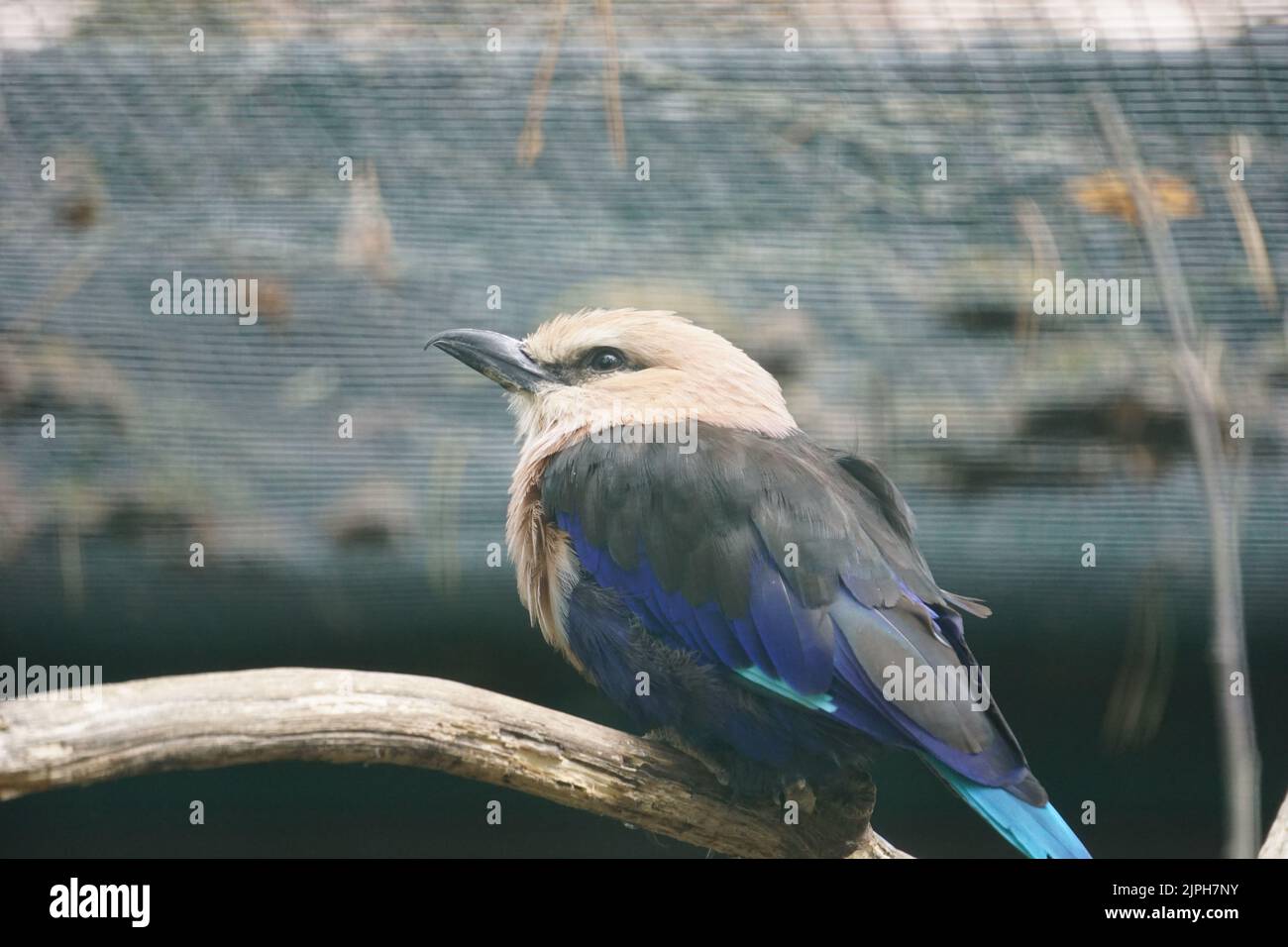 A close-up of an adorable blue bellied roller bird against blurry ...