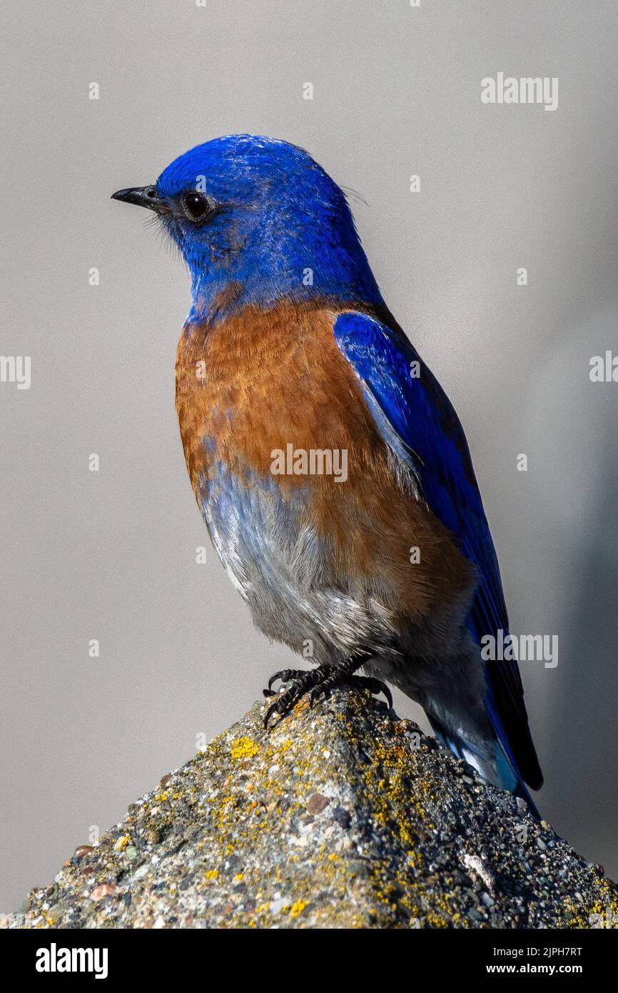 A vertical closeup shot of a Western bluebird on top of a rock Stock ...