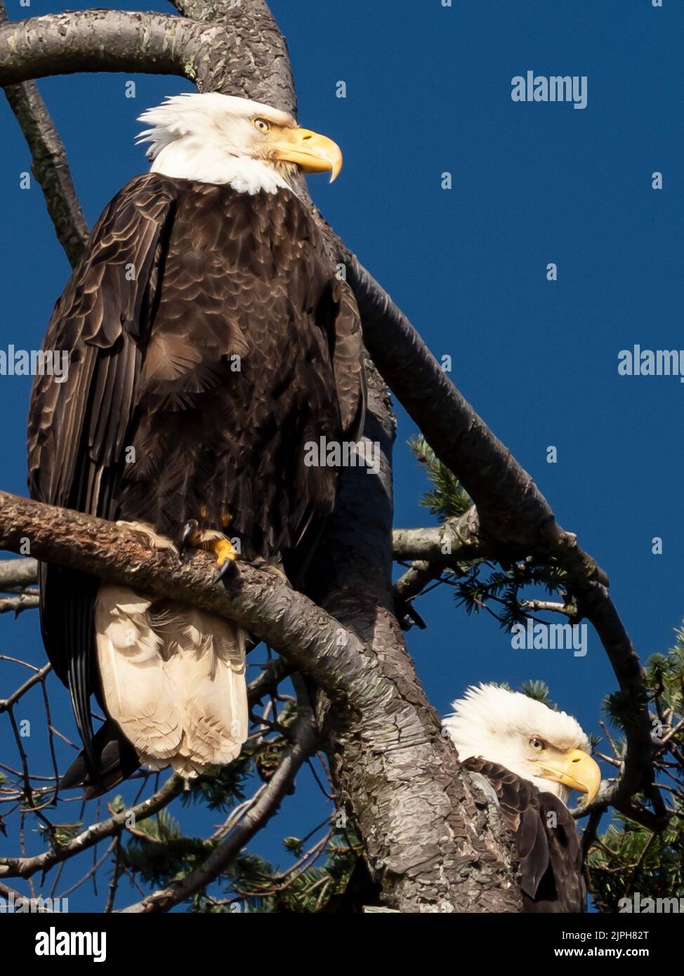 Vertical closeup of two bald eagles sitting in wind sweep tree under ...