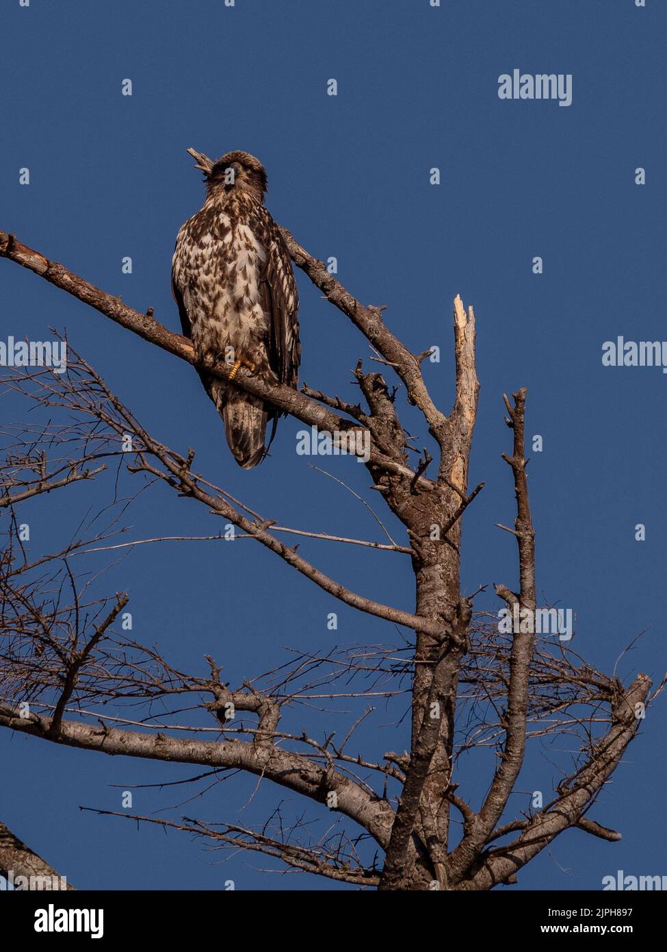Vertical closeup of young bald eagle sitting in dry tree branch under ...