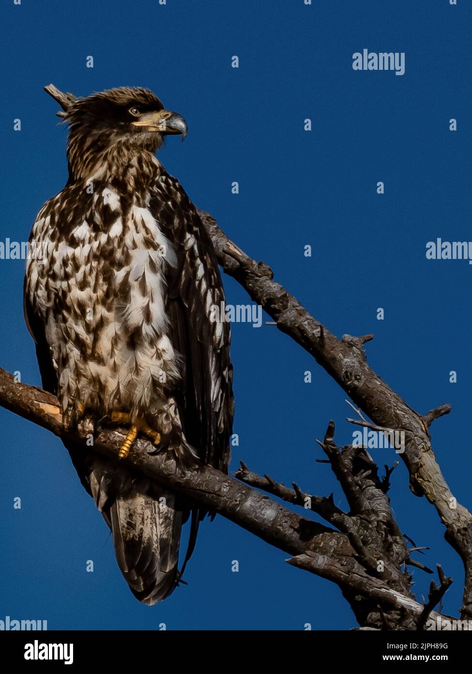 Vertical closeup of young bald eagle sitting in dry tree branch under ...