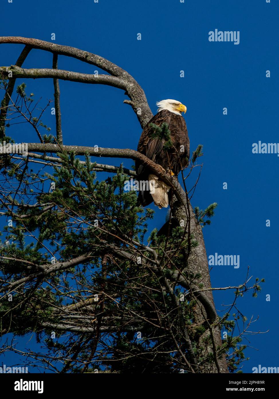 Vertical closeup of bald eagle sitting in wind sweep tree under bright ...