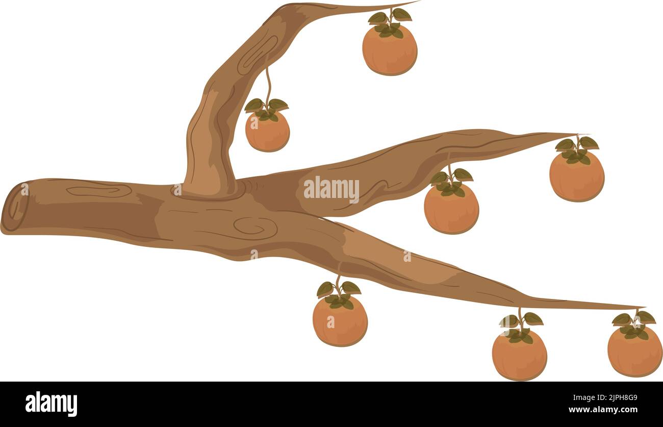 tree persimmons fruit Stock Vector Image & Art - Alamy