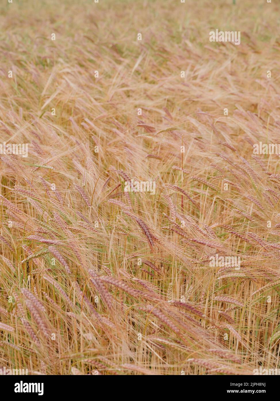 A summer crop field ready for harvest agriculture background Stock ...
