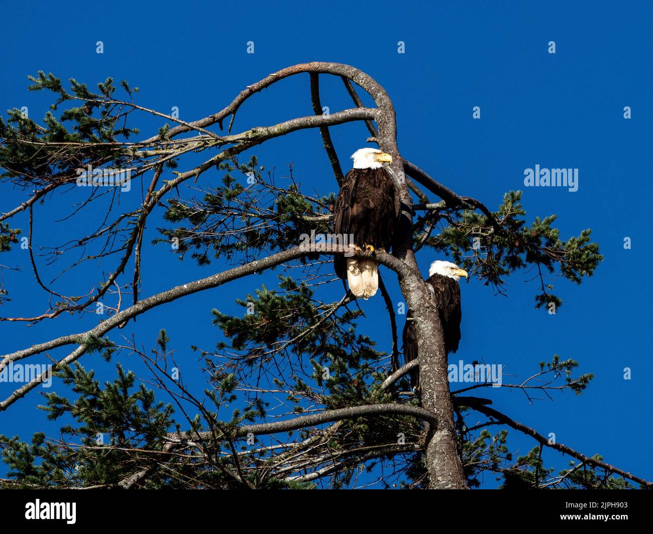 A closeup of two bald eagles sitting in wind sweep tree under bright blue sky in Helliwell ...