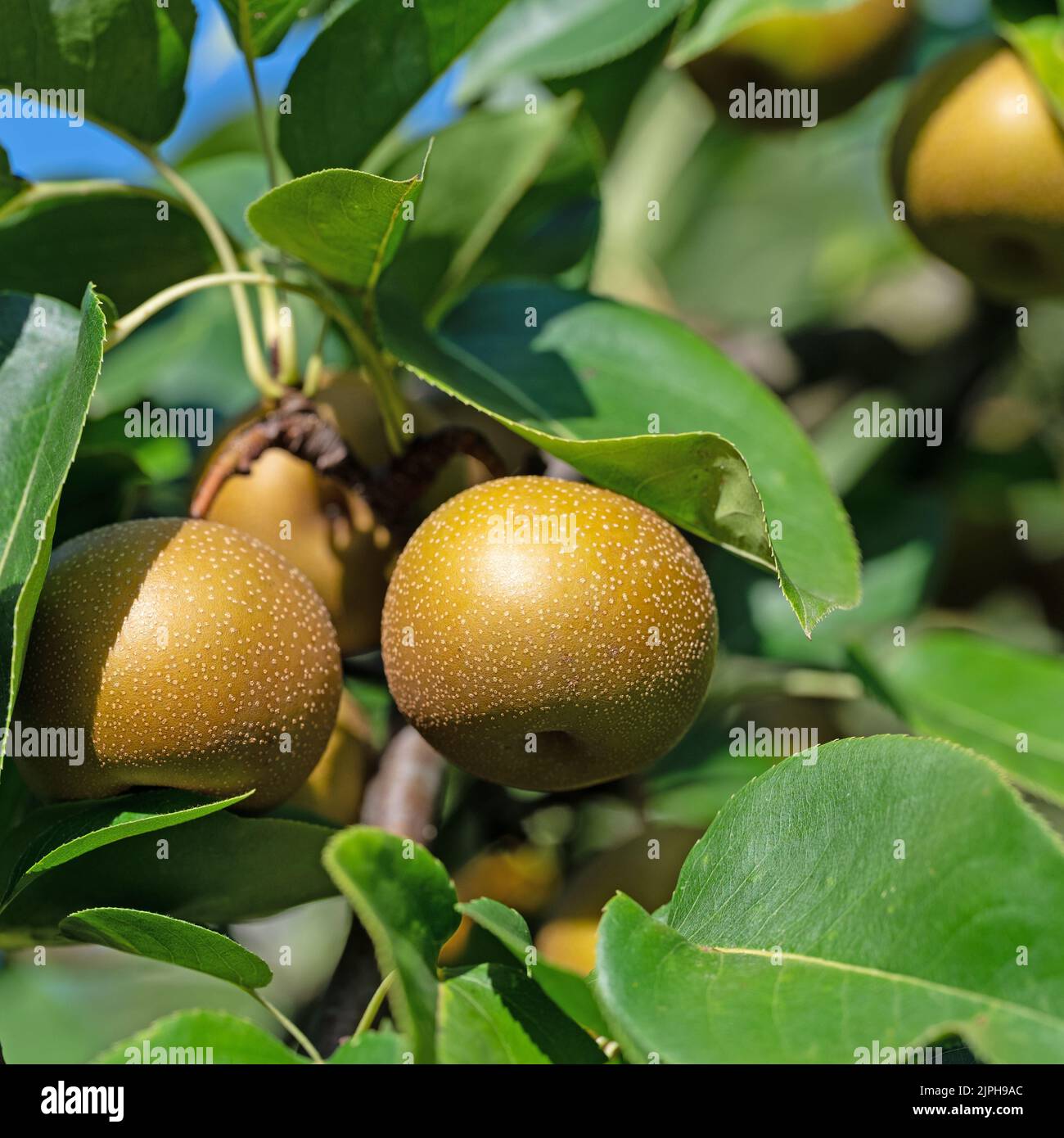 Nashi pears, Pyrus pyrifolia, on the tree Stock Photo - Alamy