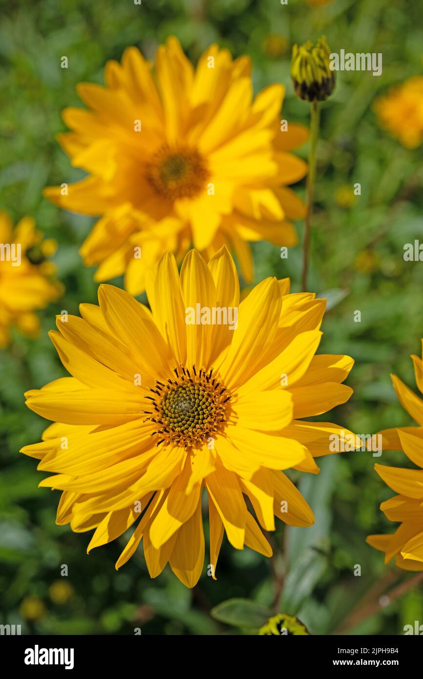 Blooming perennial sunflowers, Helianthus decapetalus Stock Photo - Alamy