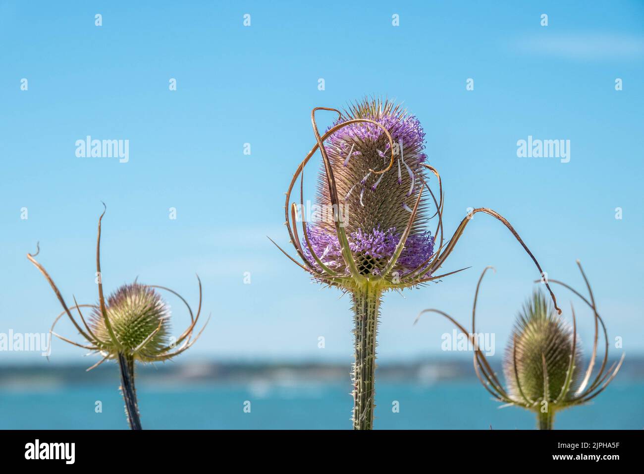 tufts of purple prickly egg shaped head of teasel flowers with blue sky ...
