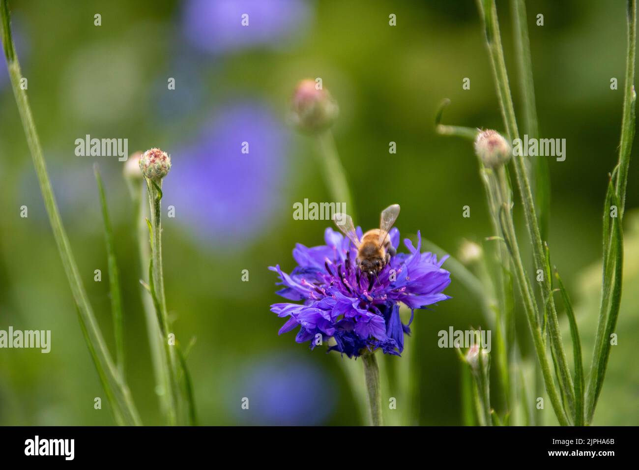 bumble bee collecting pollen from bright blue flowers of the cornflower ...