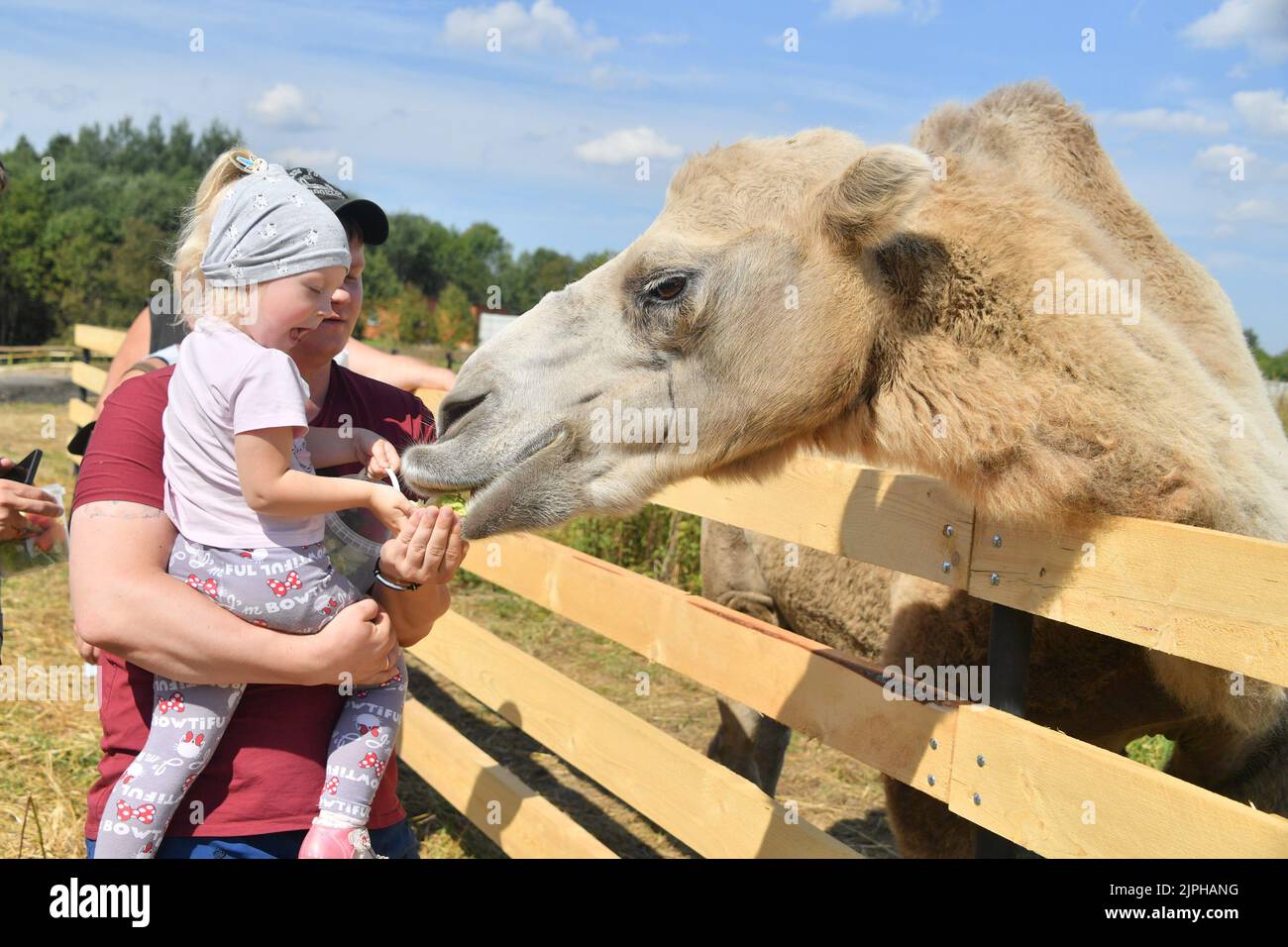 Moscow region, of Kuznetsovo. The man with the child feed a camel in ...