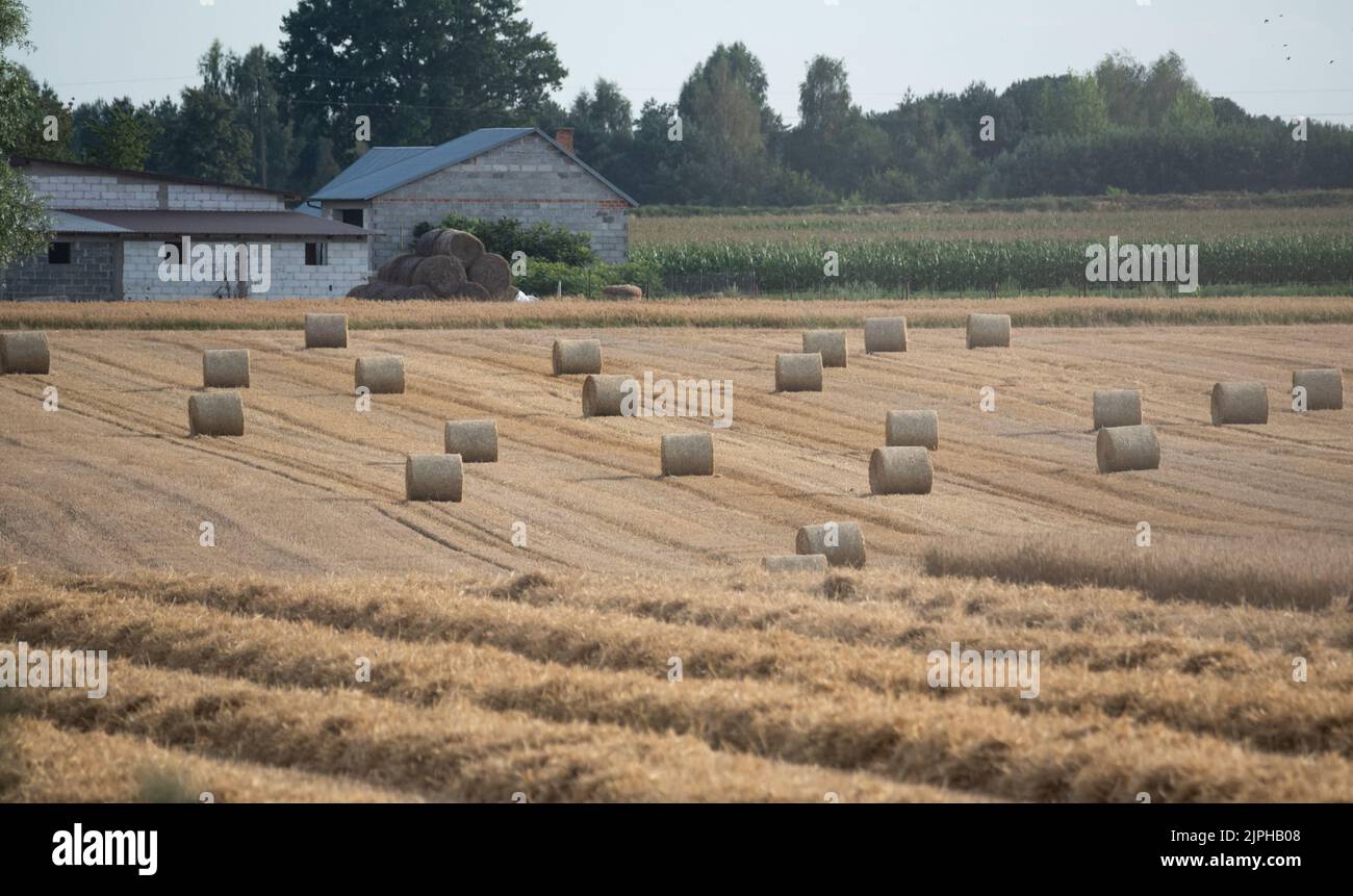 Straw in the field. The field after the harvest. The chopped straw is ...