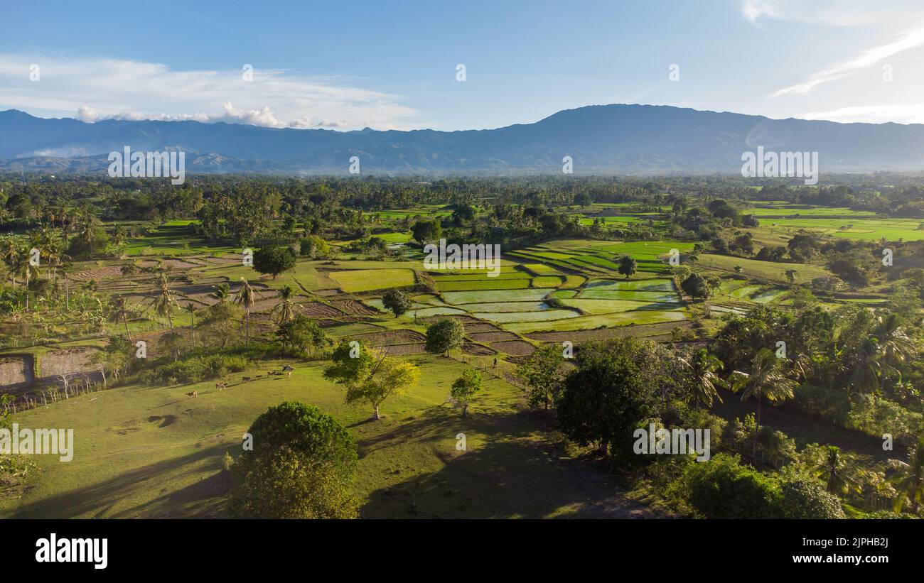 Aerial view of rice fields, Aceh, Indonesia Stock Photo - Alamy