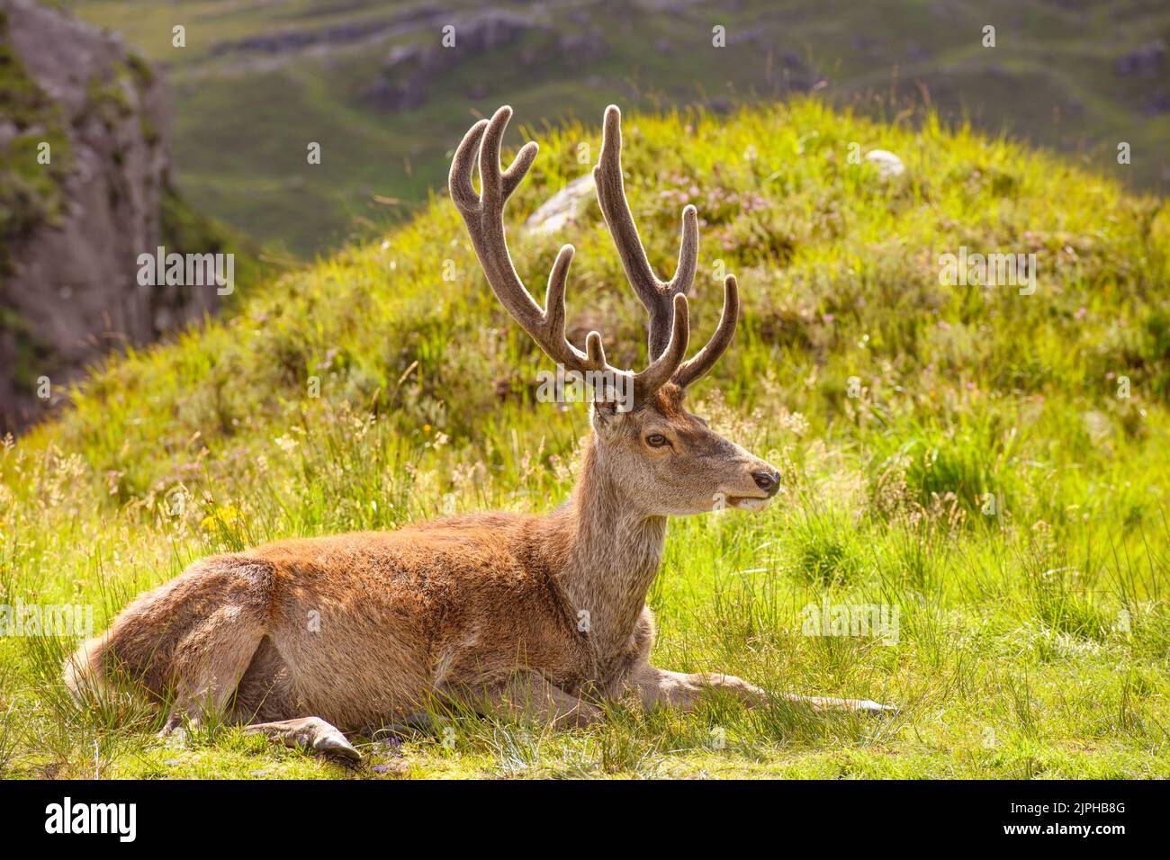 Callum is a wid red deer stag that lives in Torridon in the Scottish ...