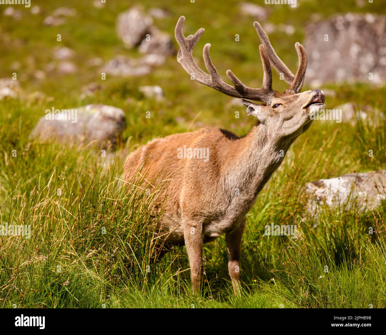 Callum is a wid red deer stag that lives in Torridon in the Scottish ...