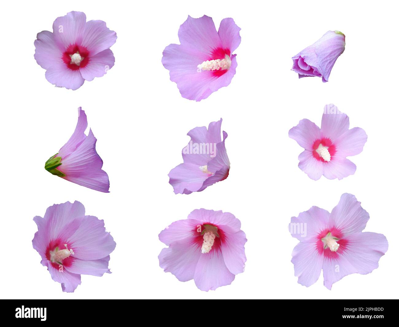 set of pink color flowers isolated on white background Stock Photo - Alamy