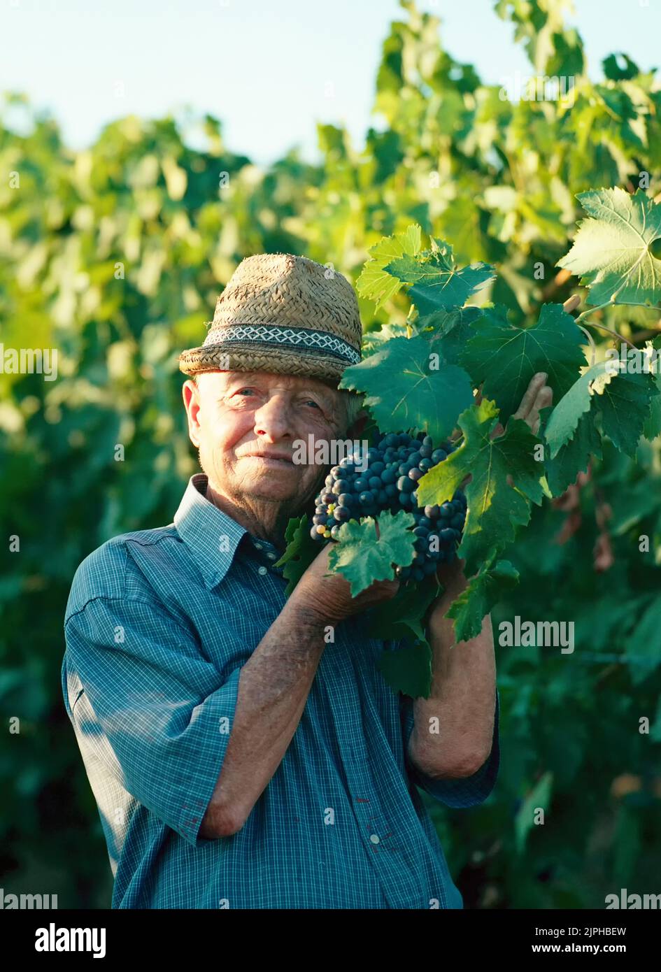 Portrait of Italian farmer who shows the Sangiovese grape variety ...
