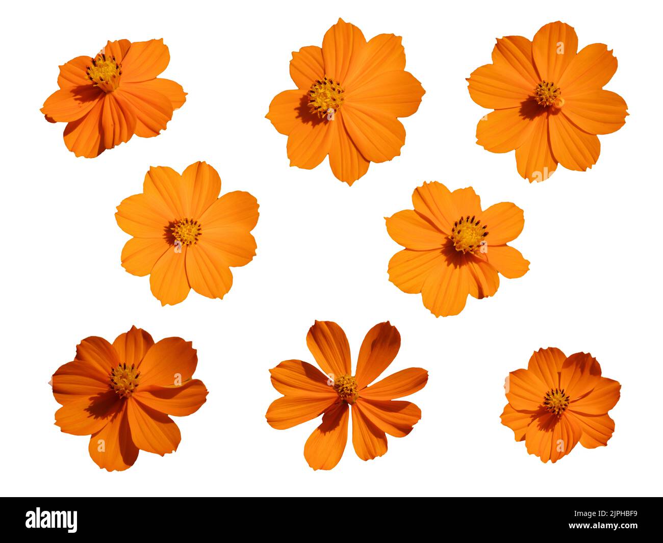 set of orange color flowers isolated on white background Stock Photo ...