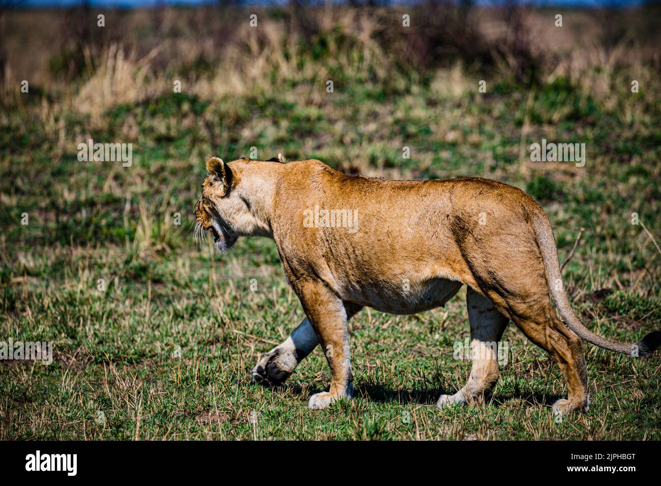 lion is a large cat of the genus Panthera, native to Africa and India ...