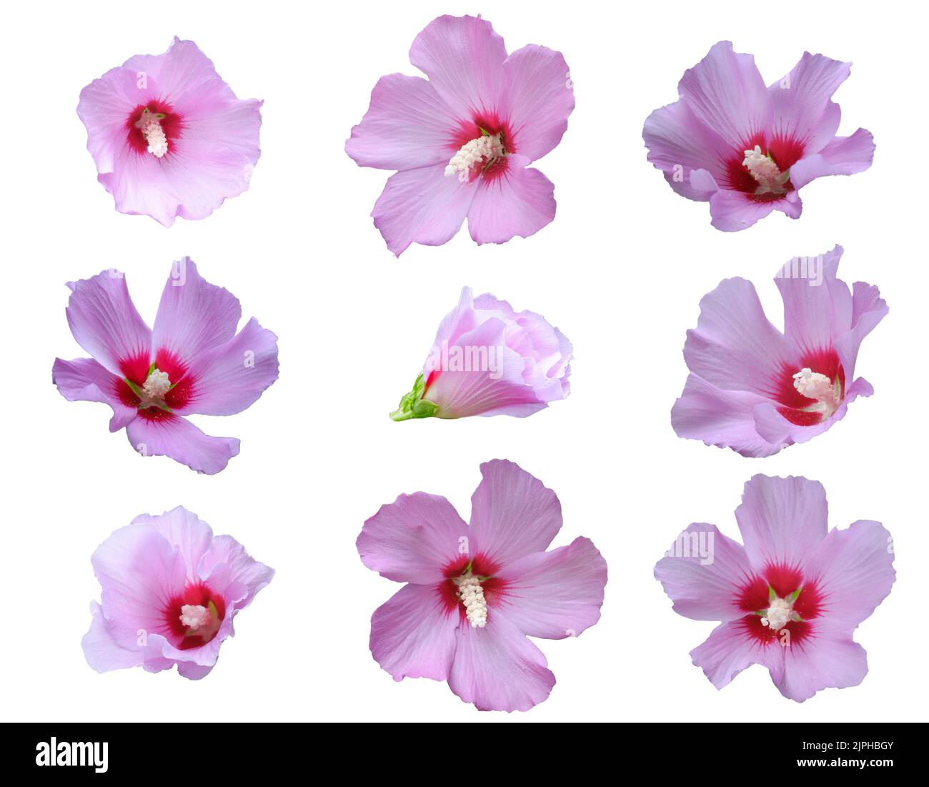 set of pink color flowers isolated on white background Stock Photo - Alamy
