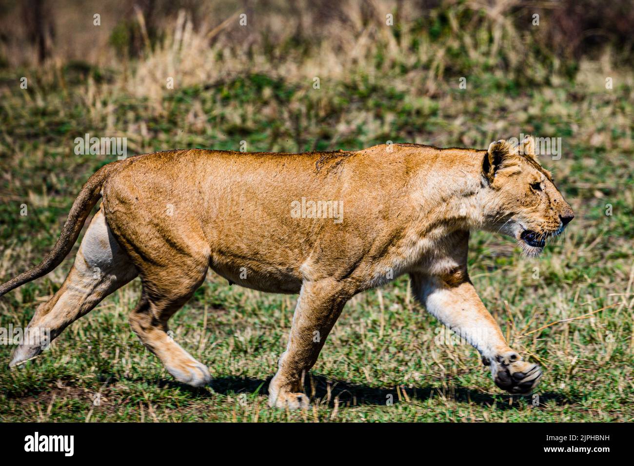 lion is a large cat of the genus Panthera, native to Africa and India ...