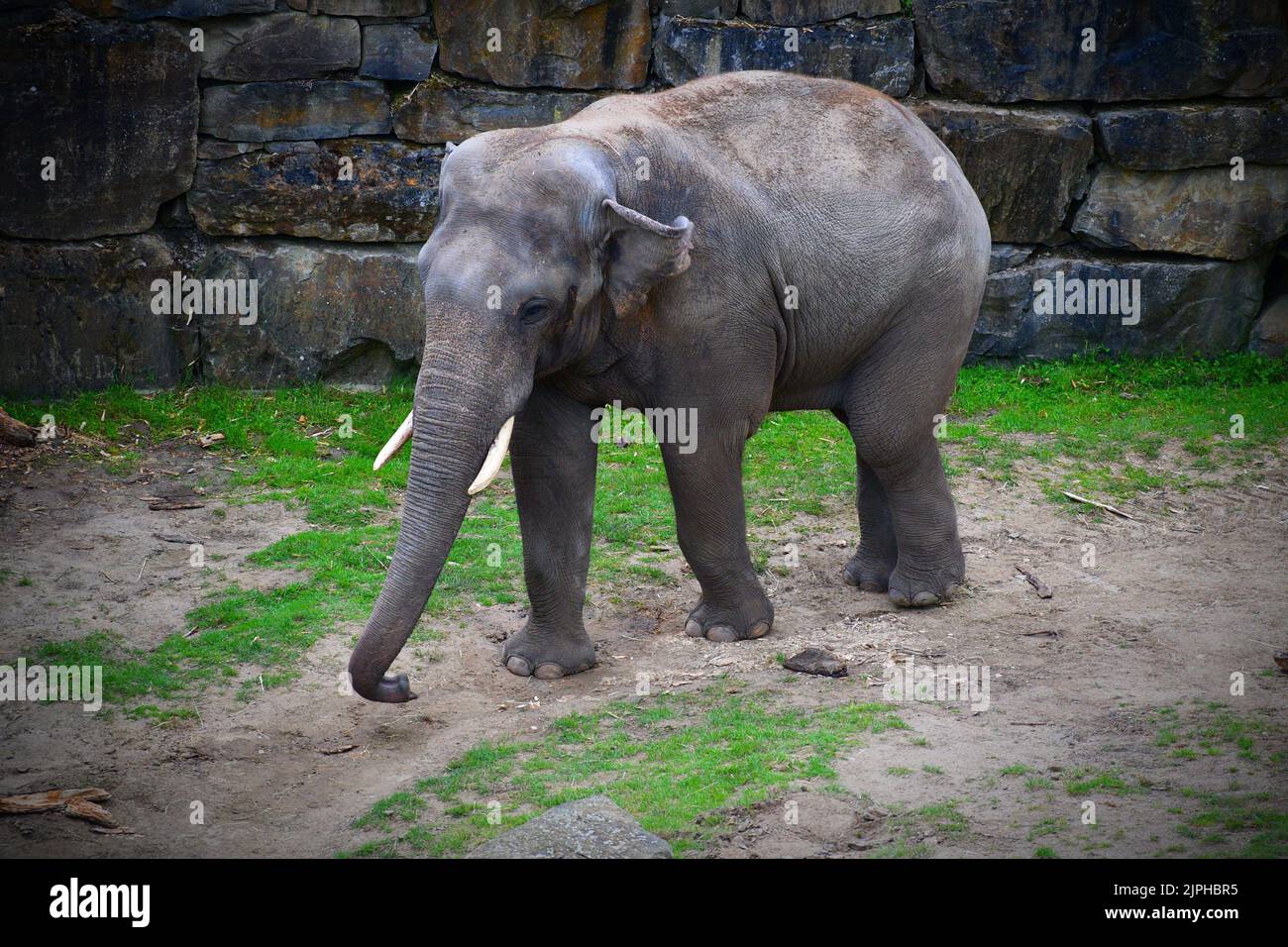 Indian elephant in rest hi-res stock photography and images - Alamy