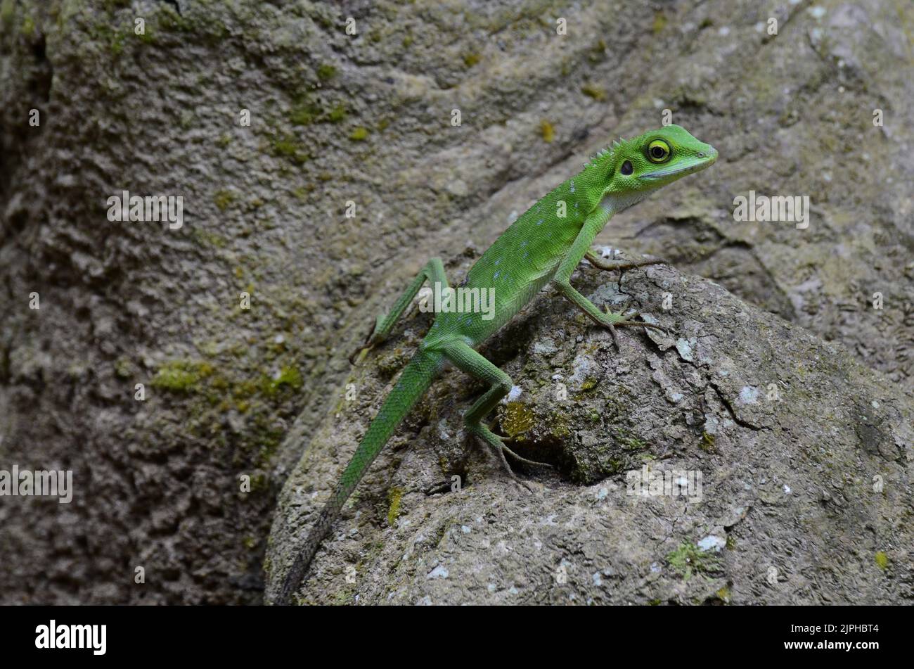 A closeup of a green crested lizard (Bronchocela cristatella) crowling ...