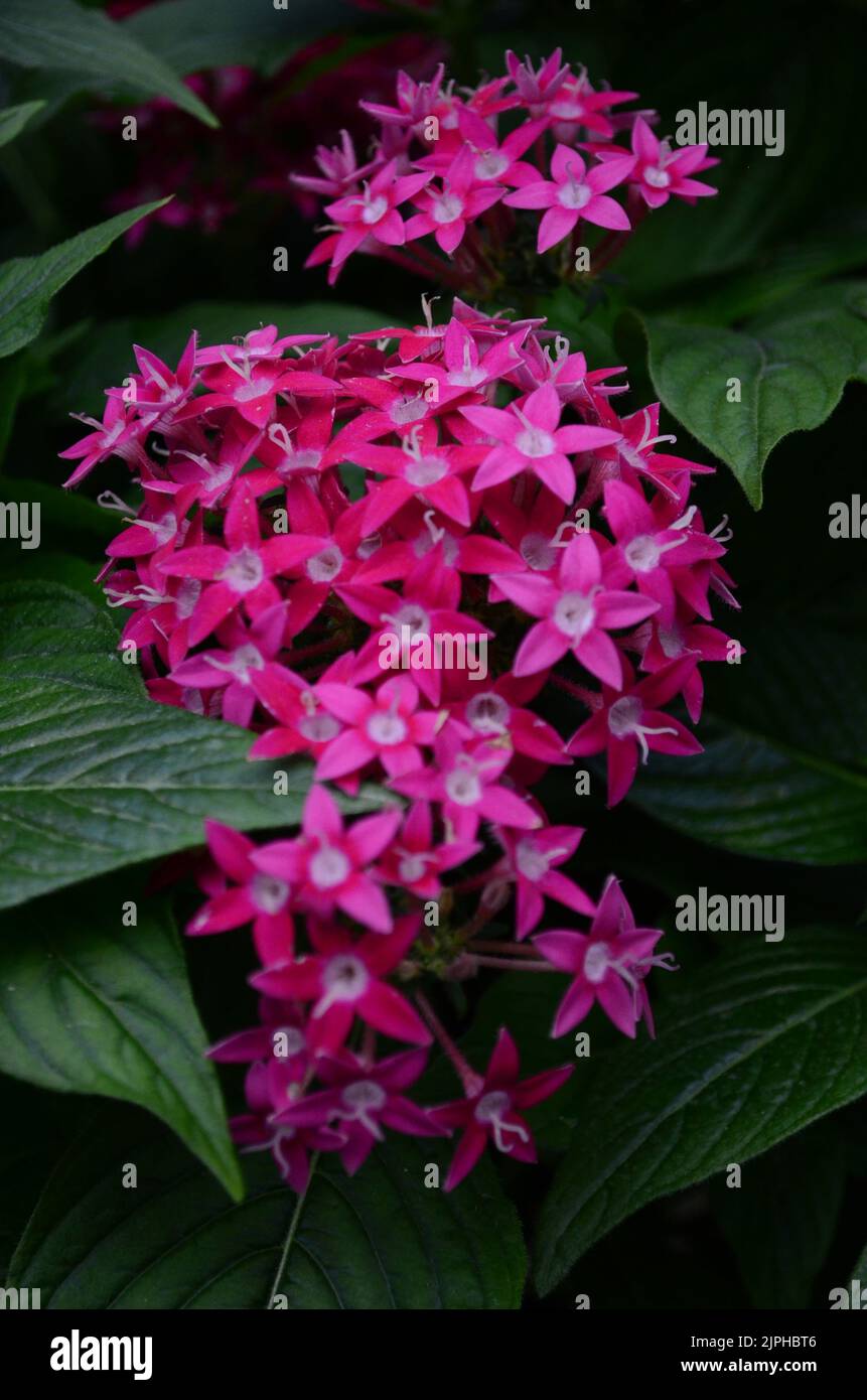 A vertical shot of an Egyptian starcluster (Pentas lanceolata) with ...