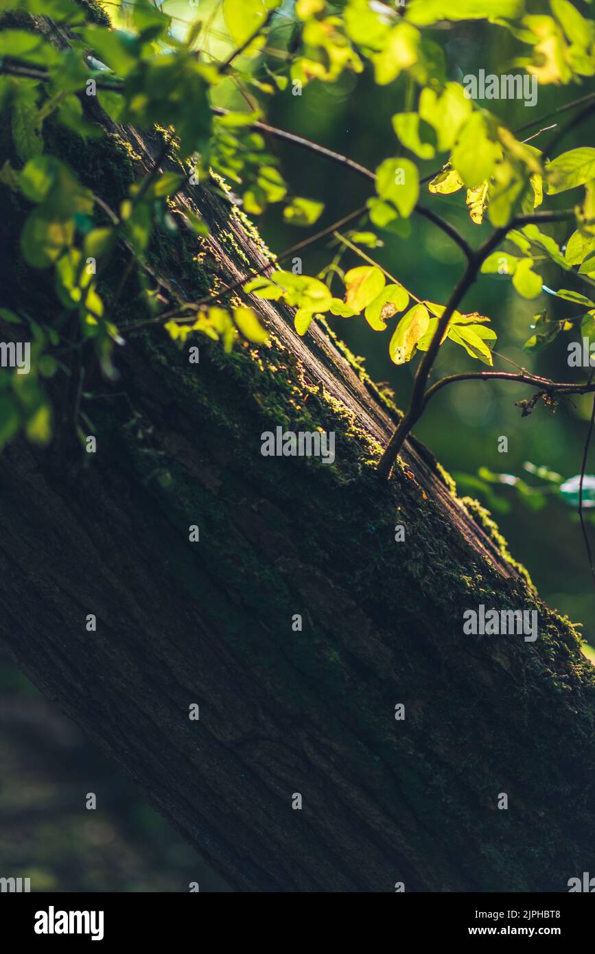A vertical shot of a tree bark covered in moss with green leaves Stock ...