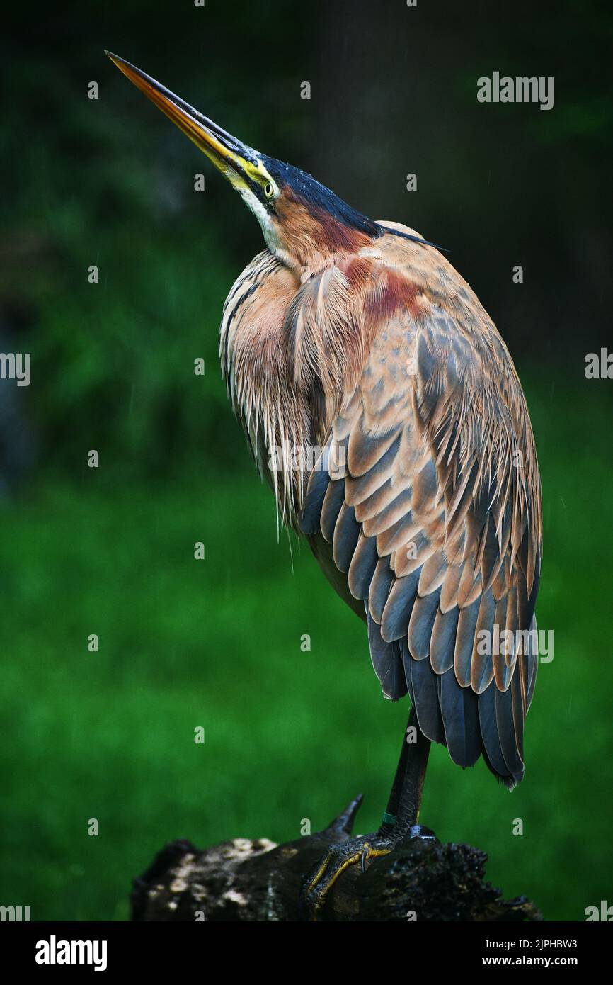 Photos sea birds hi-res stock photography and images - Alamy