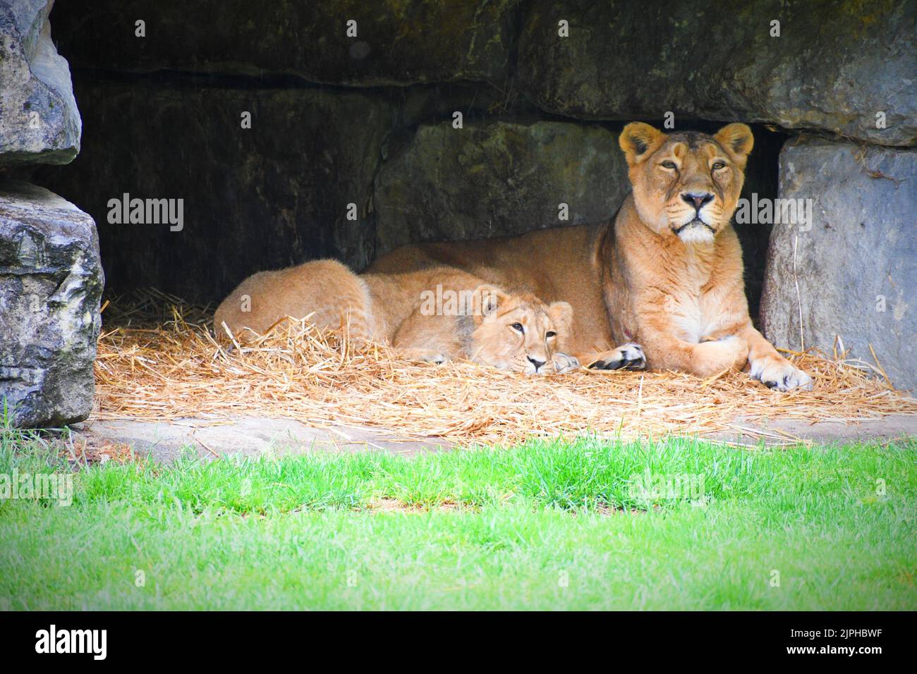 Lion lying on back hi-res stock photography and images - Alamy