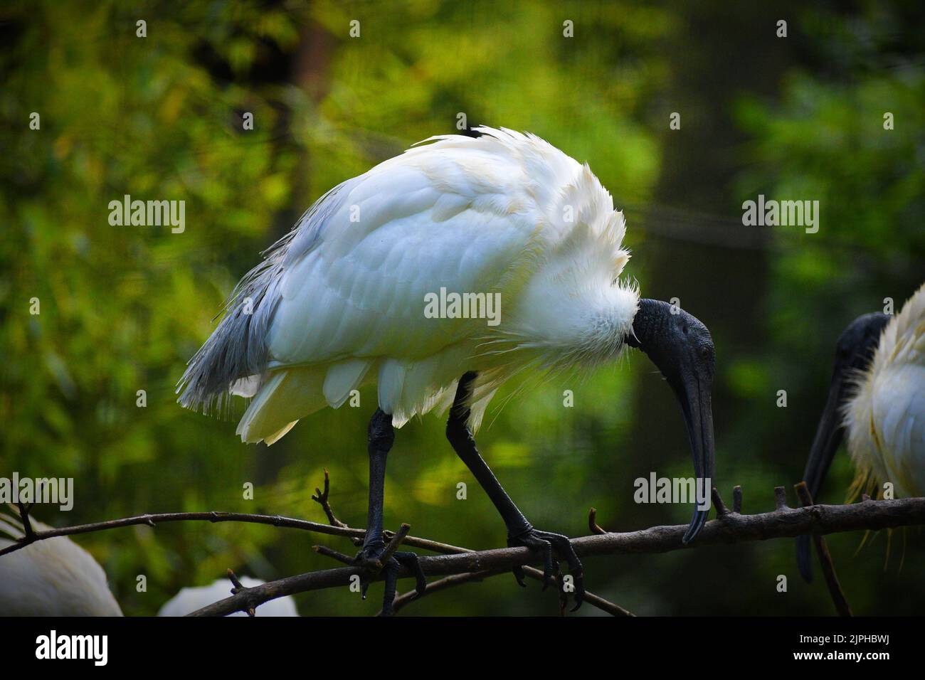 The African sacred ibis Threskiornis aethiopicus is a species of ibis ...