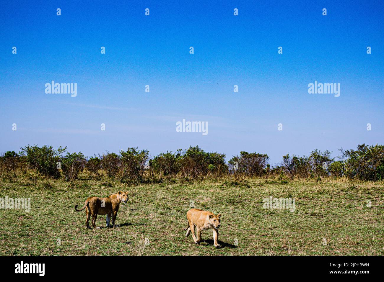 Lions muscular body hi-res stock photography and images - Alamy