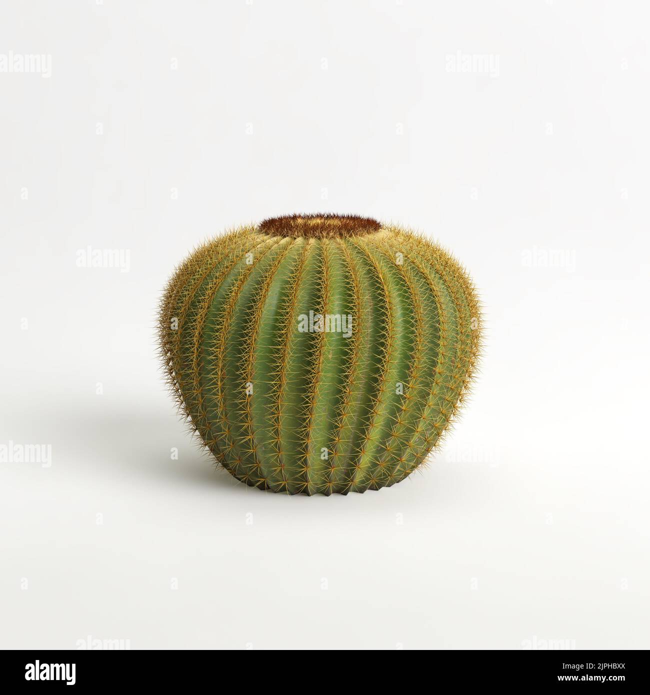 3d illustration of Echinocactus grusonii cactus isolated on white ...