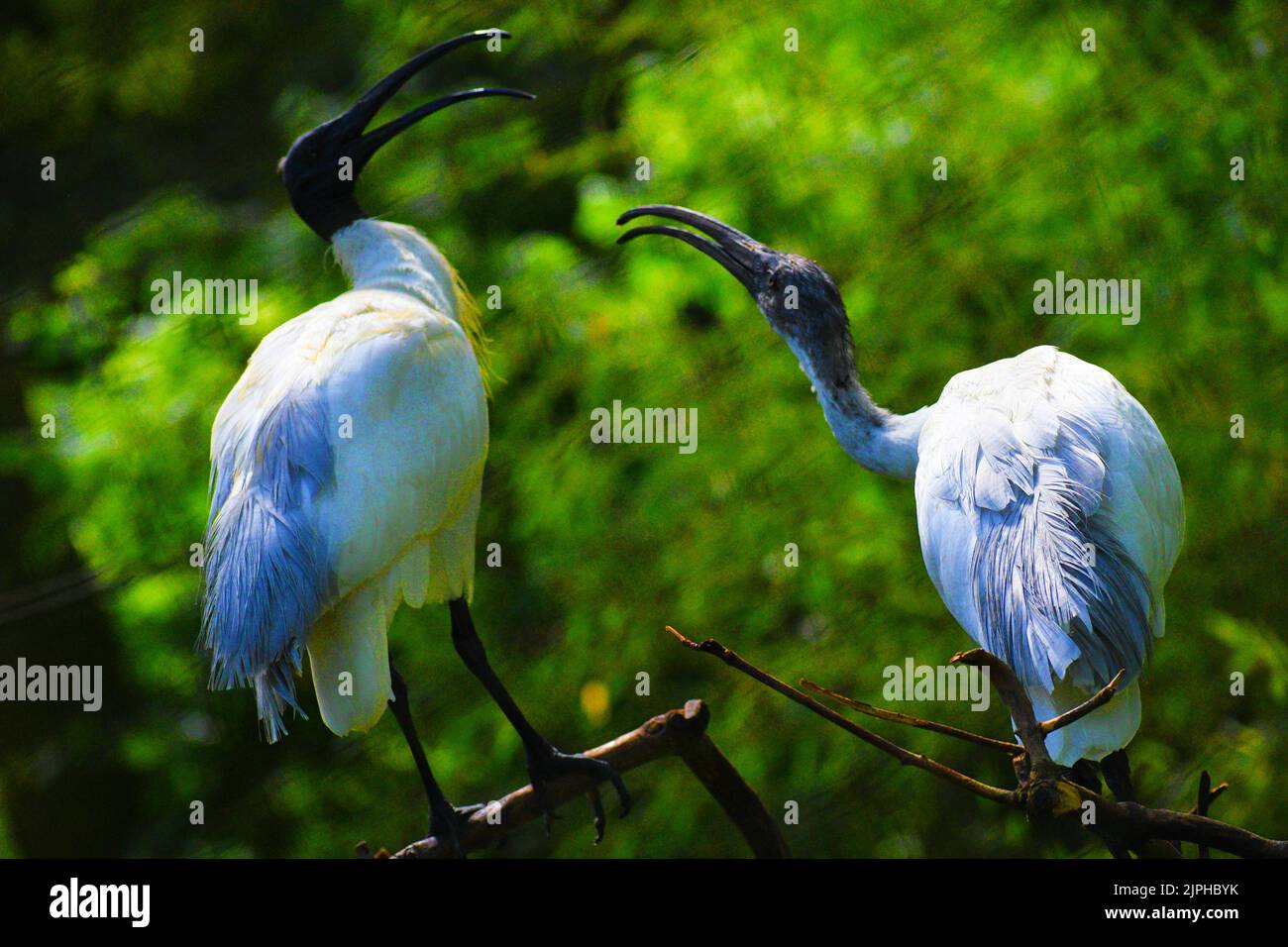 The African sacred ibis Threskiornis aethiopicus is a species of ibis ...