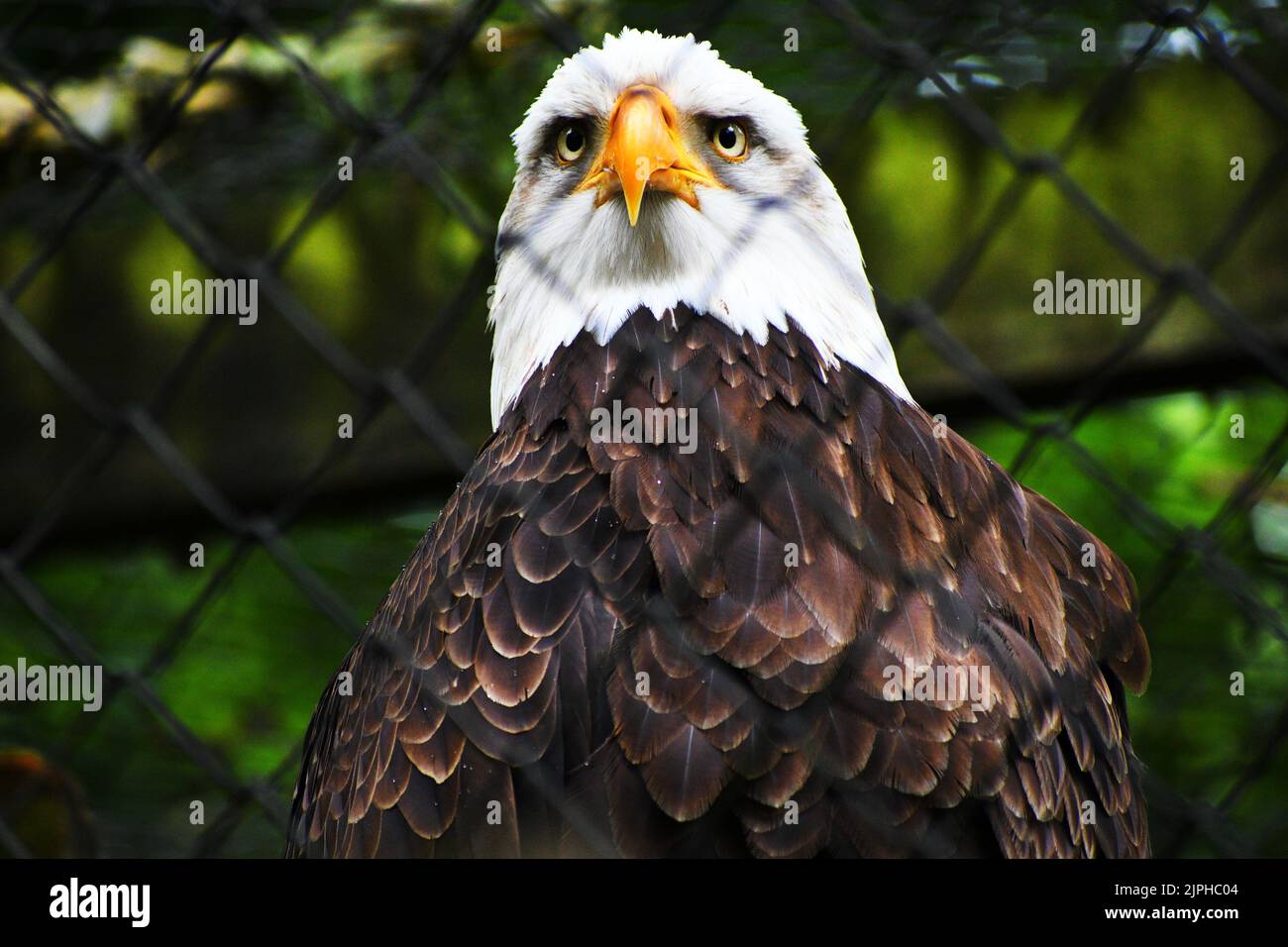 American bald eagle, head and shoulders Stock Photo - Alamy