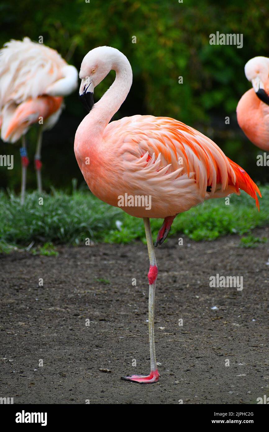 A very beautiful picture of flamingo, popular birds from Europe and ...