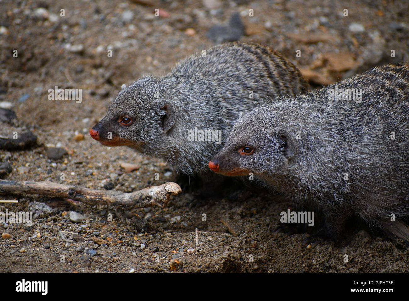 Pharaoh mouse hi-res stock photography and images - Alamy