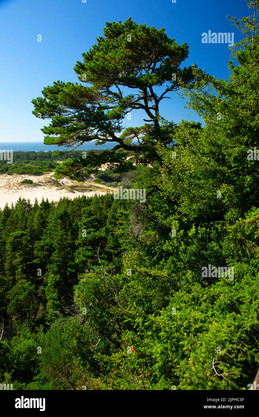 Shore pine pinus contorta contorta hi-res stock photography and images ...