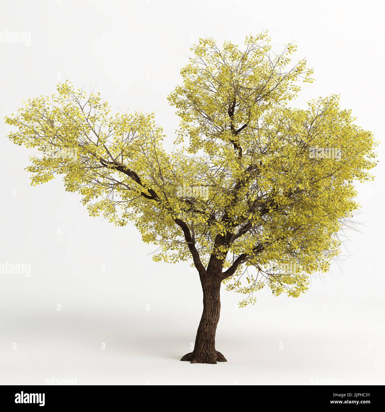 3d illustration of Populus fremontii tree isolated on white bachground ...