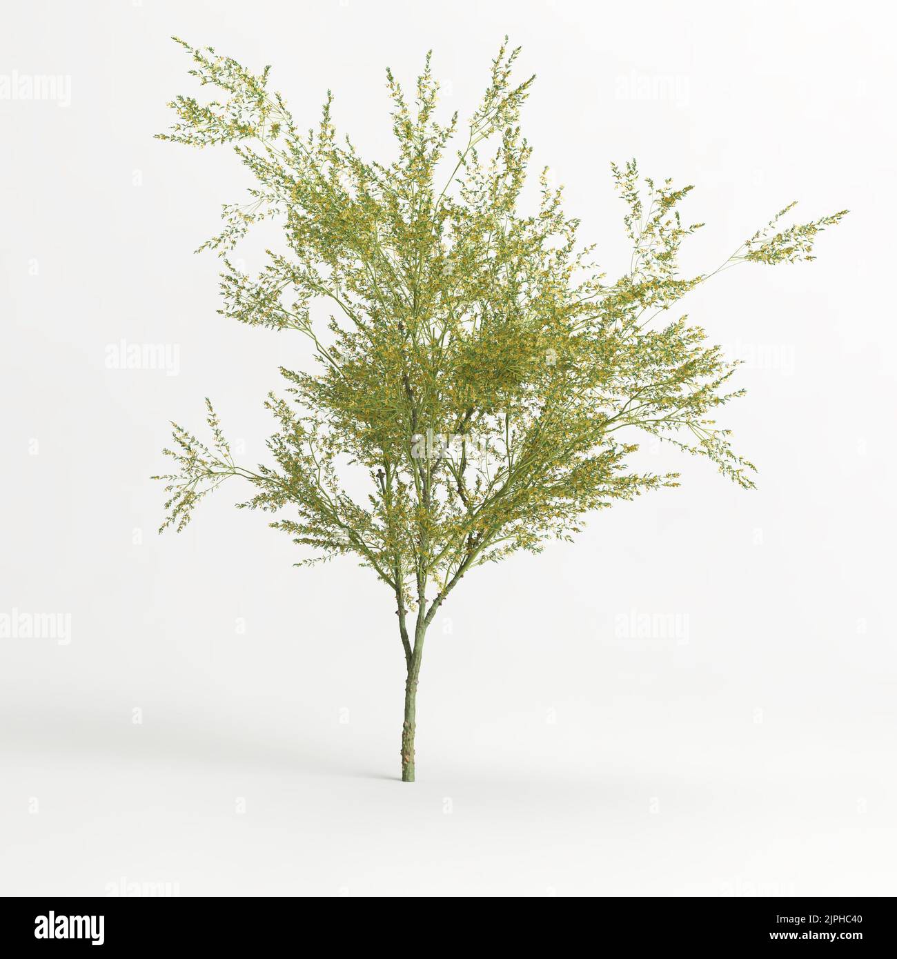 3d illustration of Parkinsonia florida tree isolated on white ...