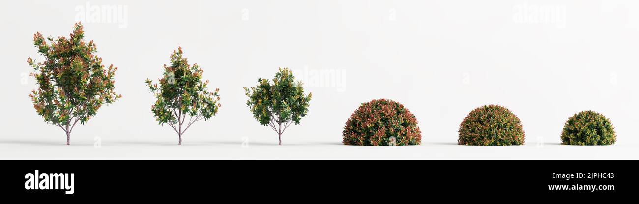 3d illustration of set acmena smithii allyn magic bush isolated on ...