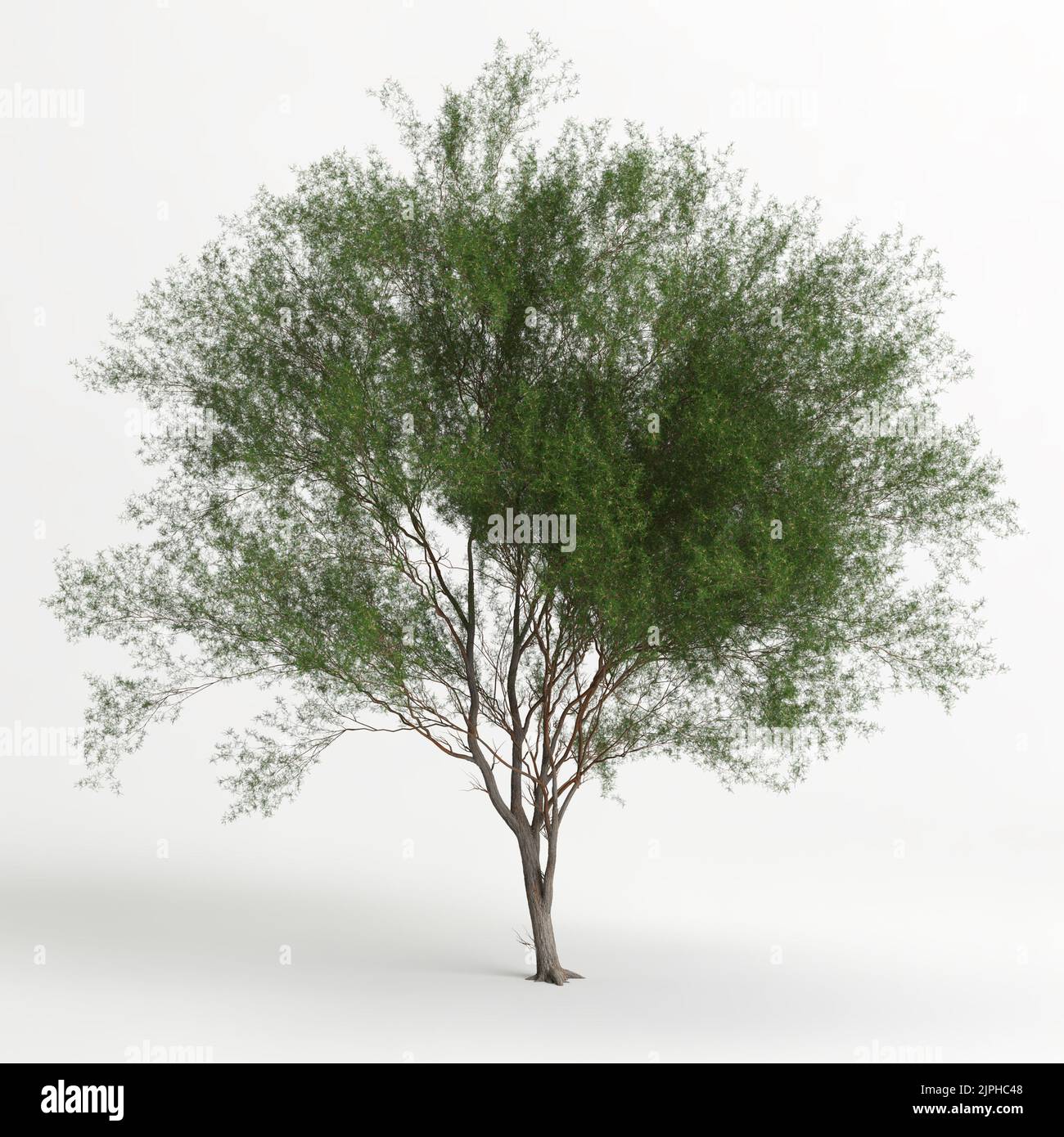 3d illustration of Prosopis chilensis tree isolated on white bachground ...